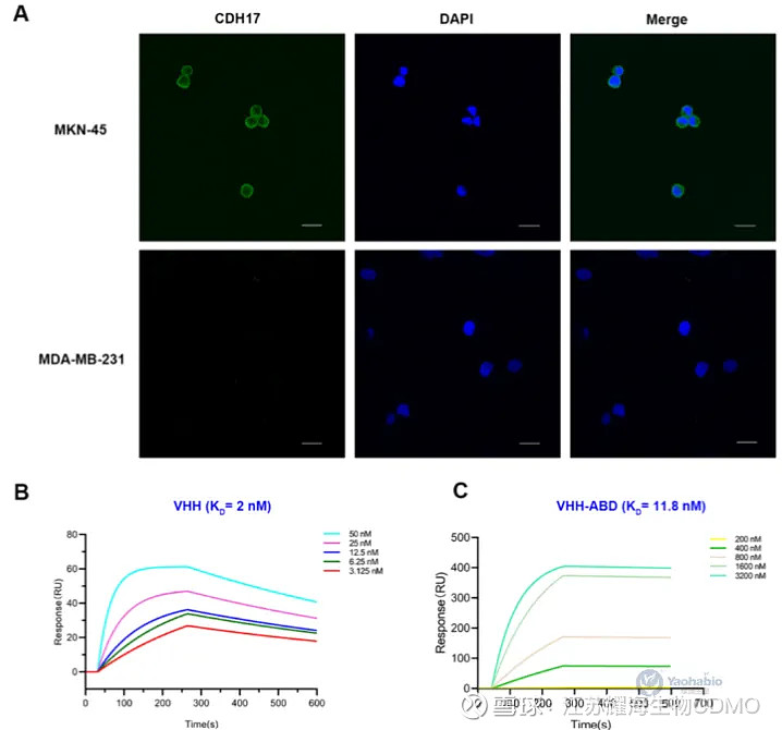 纳抗前沿 | ¹⁷⁷Lu标记的抗CDH17 VHH-ABD极具临床潜力 钙粘蛋白17(Cadherin-17, CDH17)在消化系统癌症中 ...