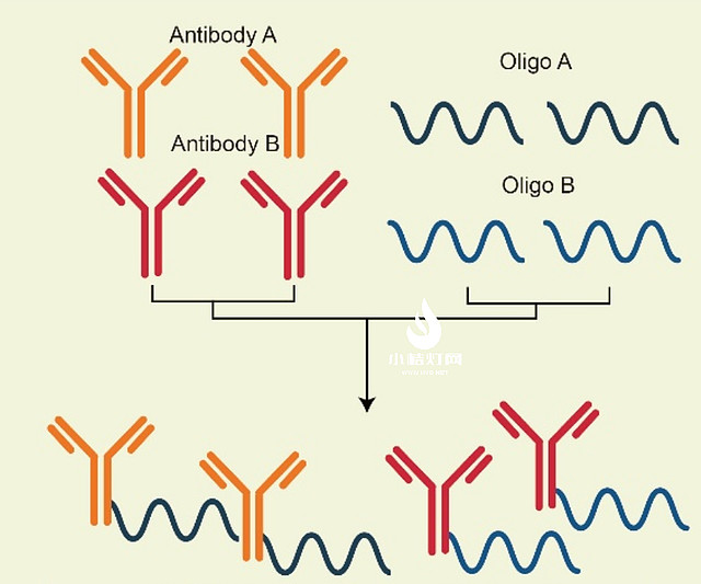 PLA技术看点：连接之中，放大信号 PLAProximity Ligation Assay，邻近连接扩增技术是一种高度敏感和特异的蛋白检测方法 ...