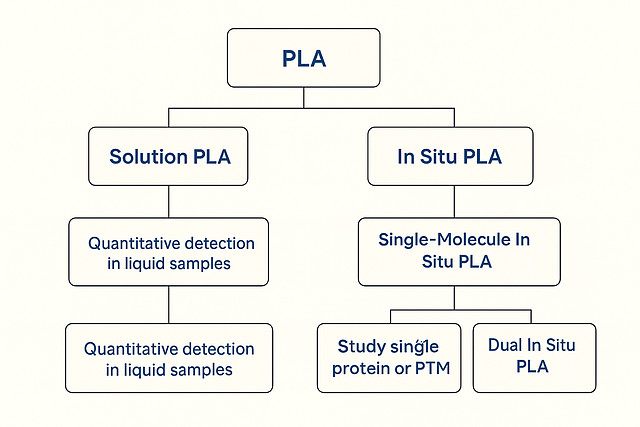 PLA技术看点：连接之中，放大信号 PLAProximity Ligation Assay，邻近连接扩增技术是一种高度敏感和特异的蛋白检测方法 ...
