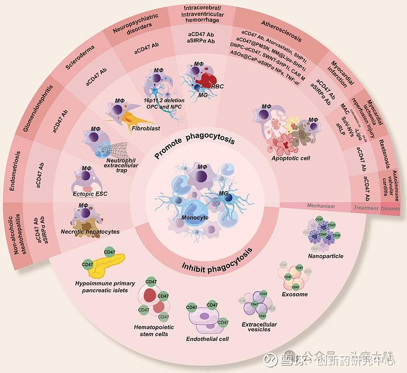 CD47靶点非癌疾病潜在适应症研究提上日程。IMM01成药后或超178个适应症研究。大面积适应症临床实验将开展。$宜明昂... - 雪球