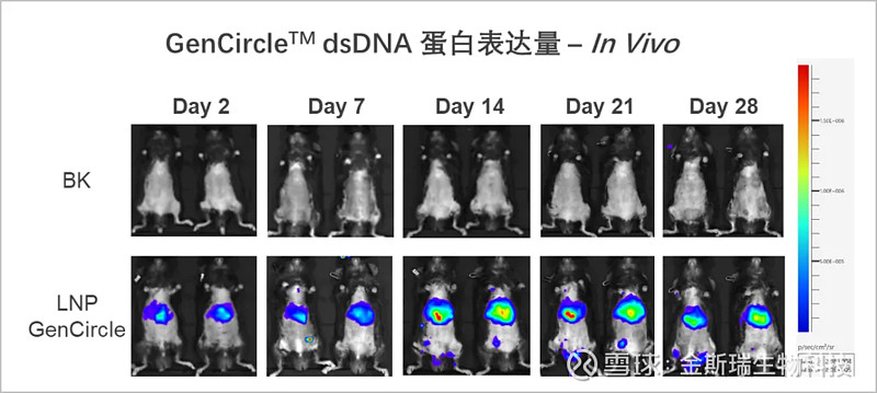 金斯瑞GenCircle dsDNA获发明专利授权！更安全高效的基因递送方案，加速GCT开发 $金斯瑞生物科技(01548)$基因与细胞疗法（GCT）作为医药领域发展迅猛的新星，科学家们也在为 ...
