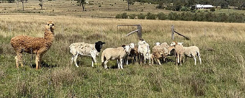 Bubs Australia（ASX：BUB）任命乔·库特（Joe Coote）为新任首席执行官 文｜ACB News《澳华财经在线 ...