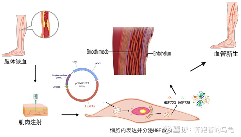 庖丁解牛，详细拆解诺思兰德的创新药NL003到底有多低估？ 核心观点： 舒泰神 ， 广生堂 ， 昂利康 …创新药众星璀璨，但是低估的品种，依然不少。作为创新能力被质疑的北交所医药公... - 雪球