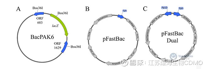 耀文宝典 ｜不同表达系统中的质粒差异及典型代表 质粒作为基因表达的重要载体分子，在 生物医药 生产中发挥着至关重要的作用。不同的表达系统基于其 ...