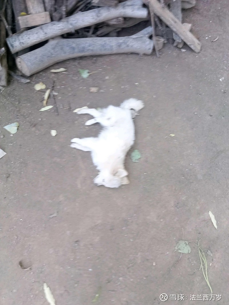 白狗殡天，永垂不朽，RIP一路走好$小米集团-W(01810)$看到您这句话，能深深感受到您对这位“白狗”朋友充满了不舍... - 雪球