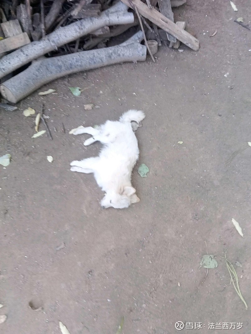 白狗殡天，永垂不朽，RIP一路走好$小米集团-W(01810)$看到您这句话，能深深感受到您对这位“白狗”朋友充满了不舍... - 雪球