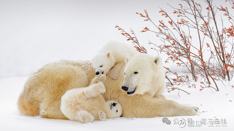 伯克希尔年会阅读学习730 给予比接受更有智慧（2003） 股东：我是来自德国波恩的Norman Rentrop。巴菲特先生和芒格先生，我要向 ...