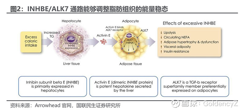 【国联民生医药】小核酸风口之上系列：小核酸重构减肥逻辑，INHBE和ALK7靶点初步验证 Arrowhead公布两款小核酸药物的初步减肥疗效 ...